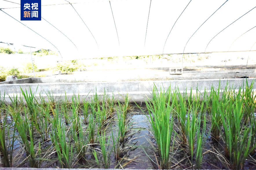 中國科學家調控植物激素 提高水稻產量 (19:39) – 20250130 – 兩岸 – 香港網絡