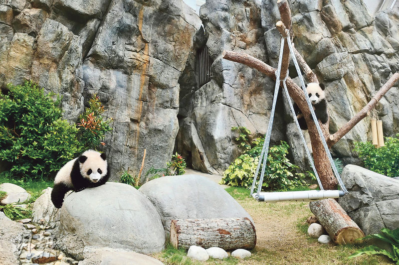 海洋公園擬建熊貓博物館 將推「包場」形式觀看熊貓冀增收入 (11:41) – 20250211 – 港聞 – 香港網絡