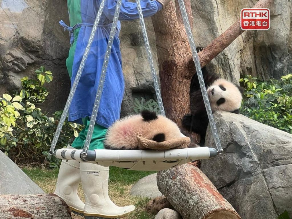 海洋公園估計今日有近4000人次探訪大熊貓龍鳳胎 – RTHK – 香港網絡